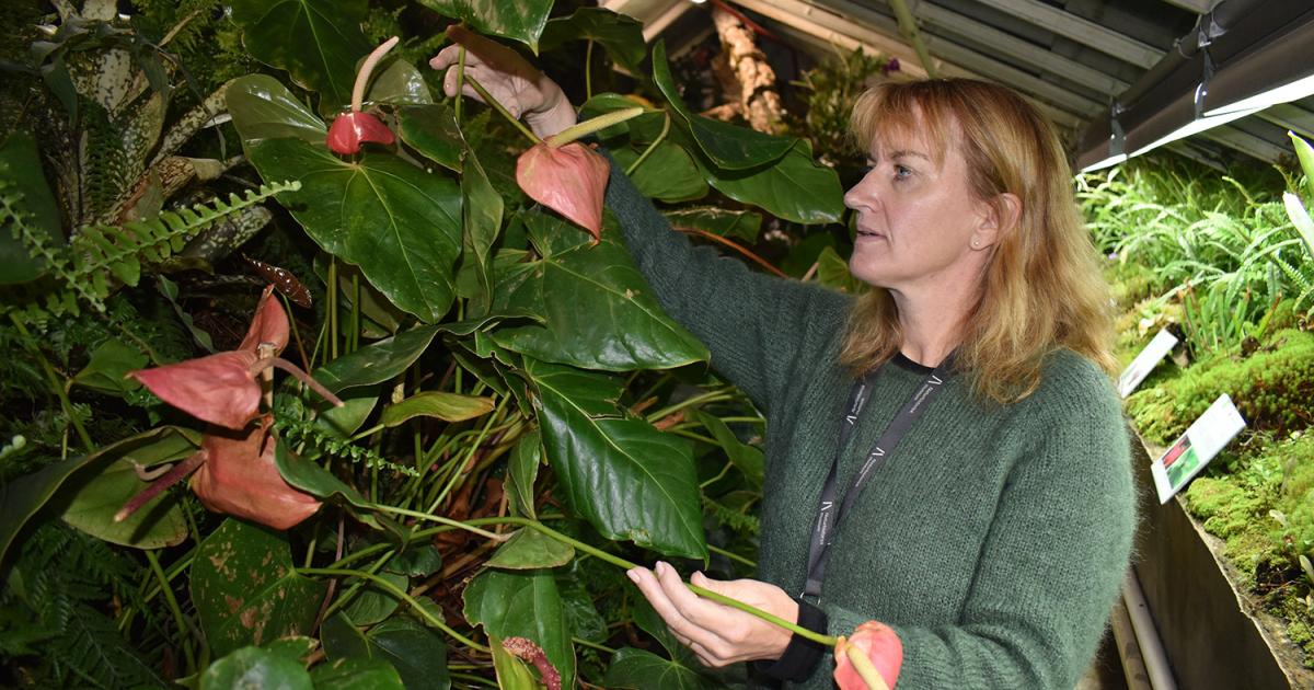 Dette må du gjøre med inneplantene på vinteren