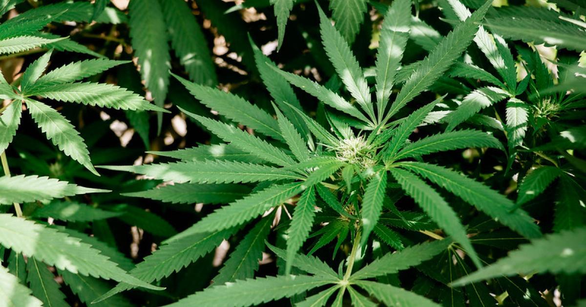 Nye tall: Nedgang i antall hasjbeslag, økning av marihuana