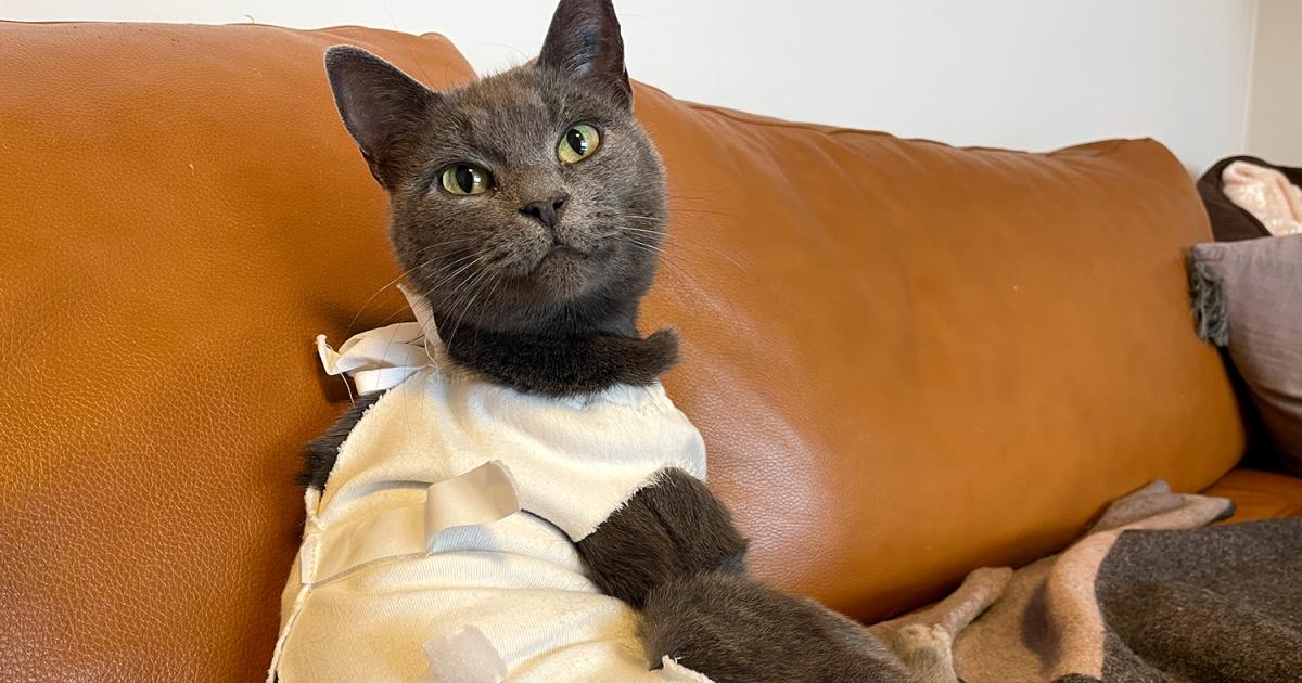 Dyrebeskyttelsen fortviler